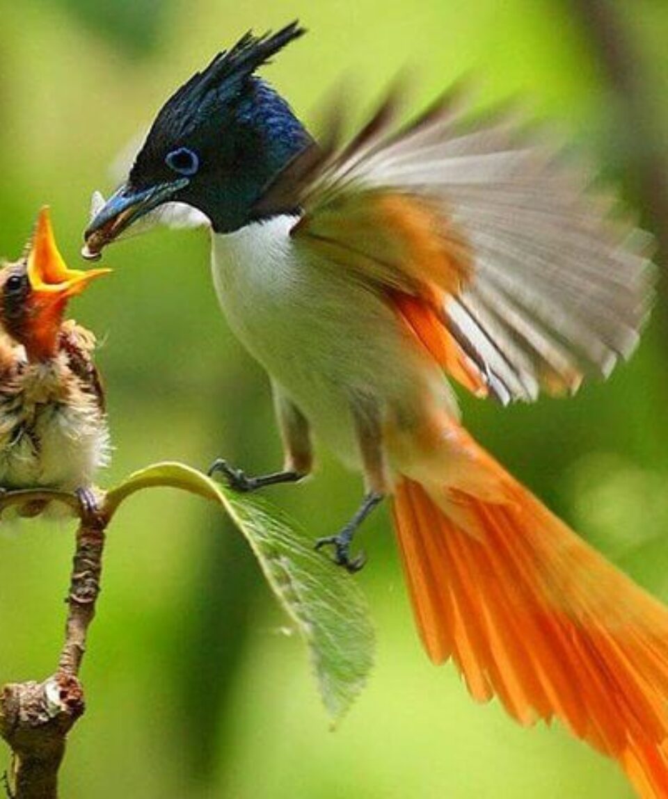 Sri Lanka Bird Watching & Wildlife Tour (14D/13N) – Lanka Travel